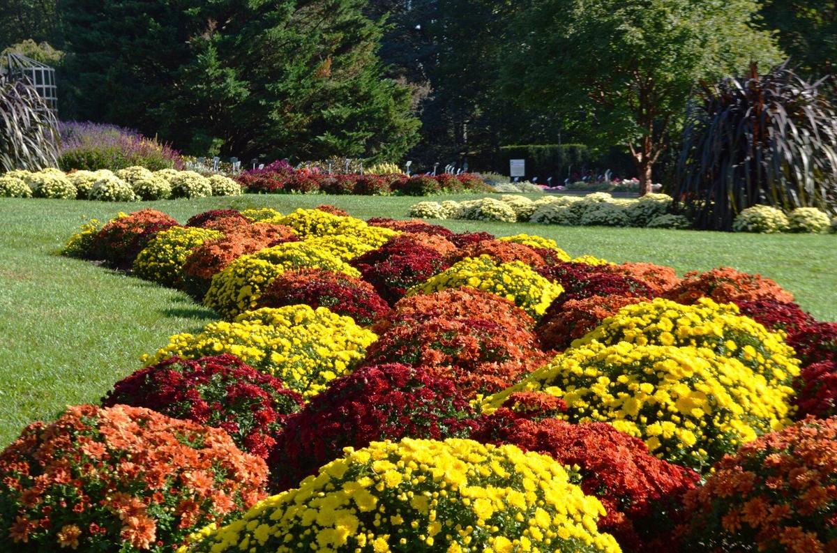 Longwood Gardens' chrysanthemum show has the world's 2nd-largest mum ...