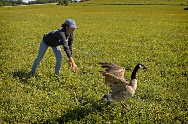 Game Commission bands Canada geese at Middle Creek [photos] | Outdoors ...