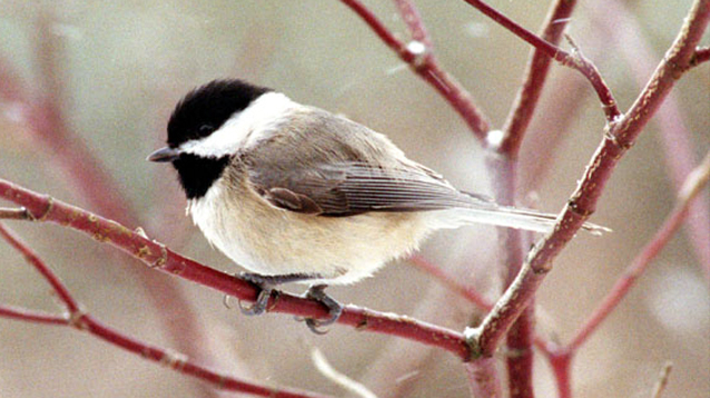 BIRDING BASICS: What you'll need to lure feathered friends to your ...