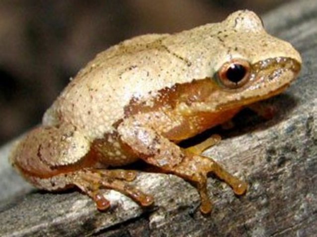 Frogs and salamanders on the ropes. Why you should care | Outdoors ...