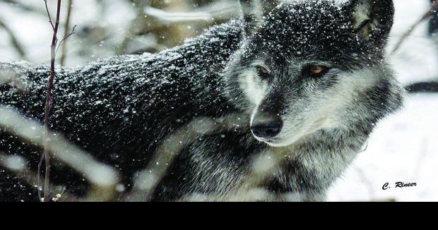 Face to face with wolves at new HACC Lancaster exhibit | Entertainment ...