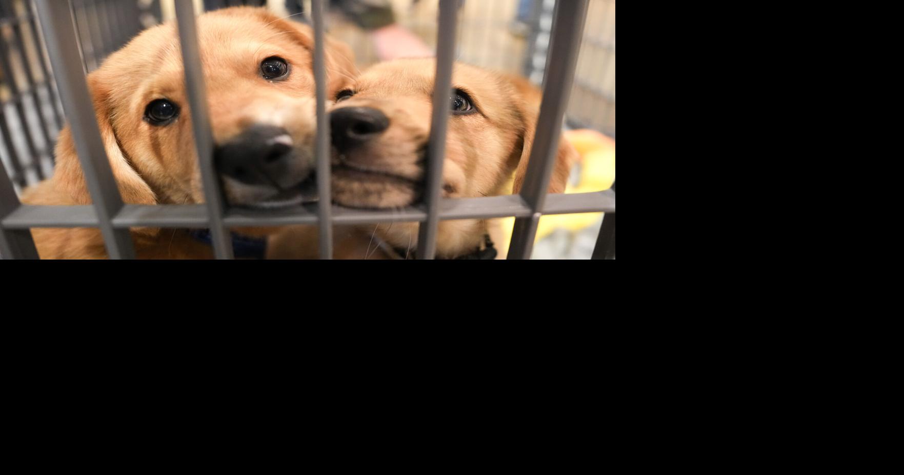 Dog kennel relocating to Eden Township after officials approve the move ...