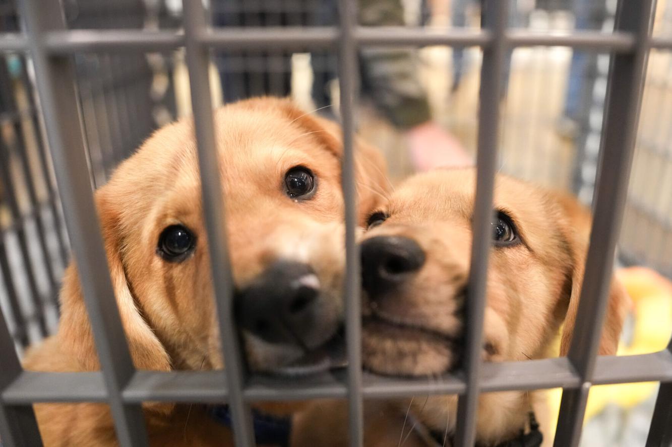 Dog kennel relocating to Eden Township after officials approve the move ...