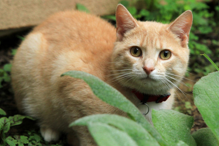 PET OF THE WEEK: This Mick Jagger is a mellow cat | Lifestyle ...