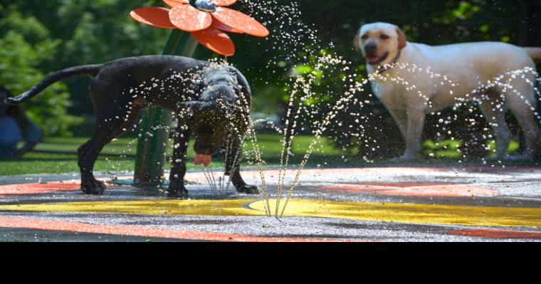 Lancaster dog park tops list of 10 best amazing dog parks in US | Local ...
