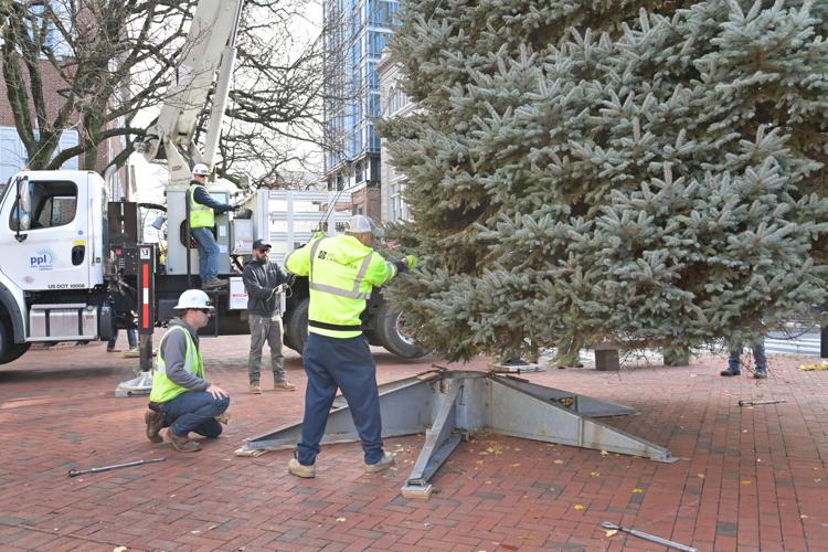 Lancaster city's Christmas tree goes up for 2024 [photos] | Local News ...
