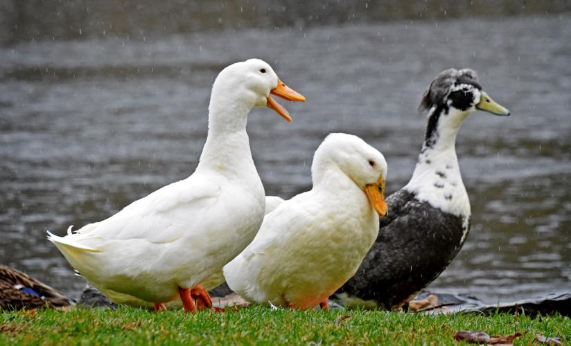 'No survival skills': Animal advocates aim to remove vulnerable ducks ...