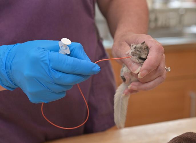 Acorn Acres Wildlife Rehabilitation is fundraising to facilitate a move ...