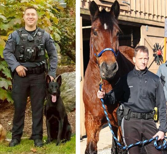 Lancaster city police horse Charlie, K9 Stryker retire | Local News ...