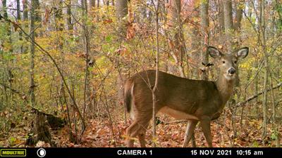 Getting ready for new deer license process [column] | Outdoors ...