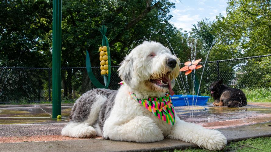 Sheepdogs meet up Saturday at Beau's Dream Dog Park [photos ...