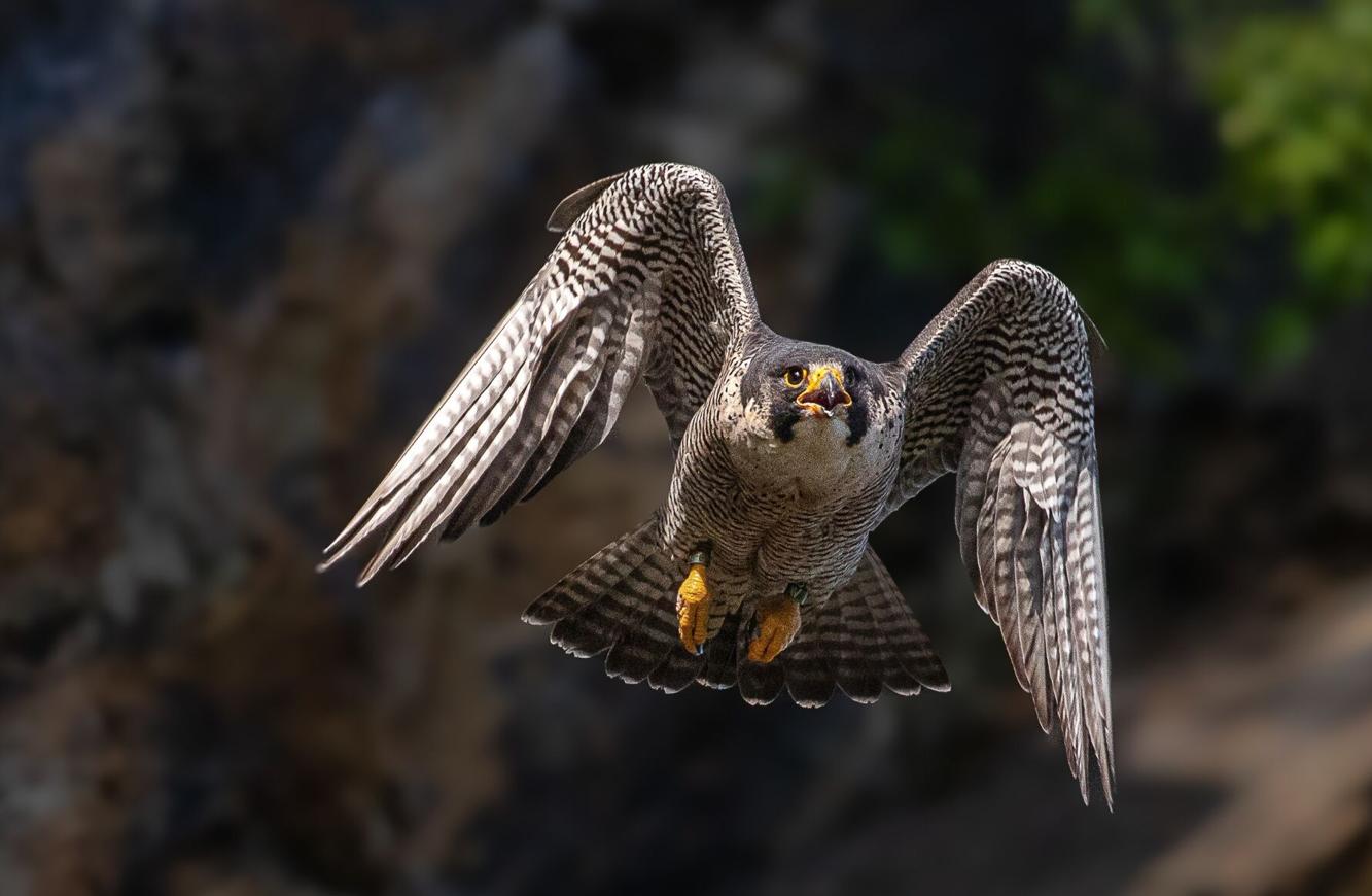 Will rare peregrine falcons be dive-bombing people on the Enola Low ...