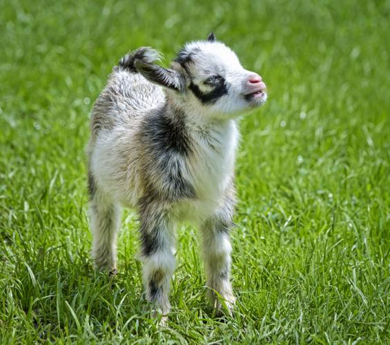 Goat Baby Shower and Goat-A-Thon took place Saturday afternoon at Amish ...