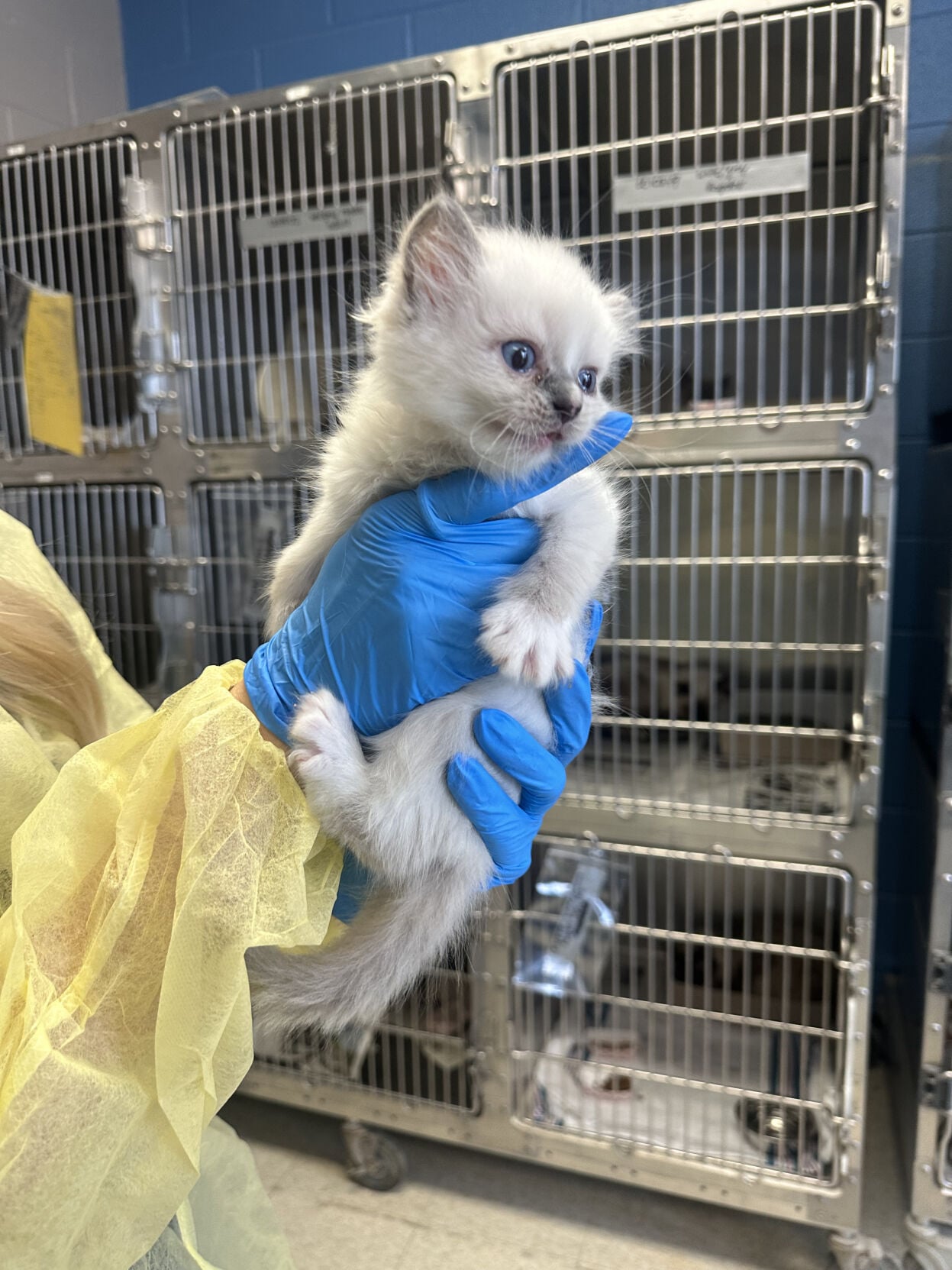 Ragdoll cats seized from Lancaster Township home available for adoption ...