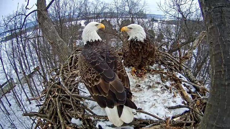 Live Eagle cam | | lancasteronline.com