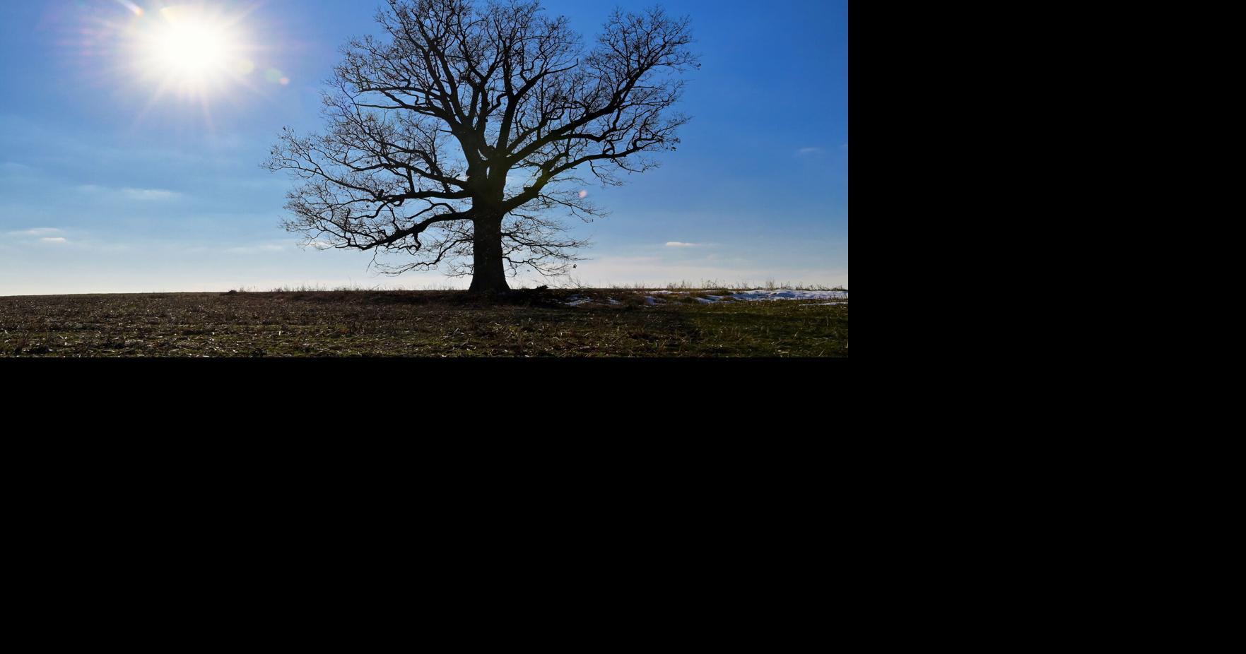 There's a huge oak tree near Willow Street; is it a champion? [photos ...
