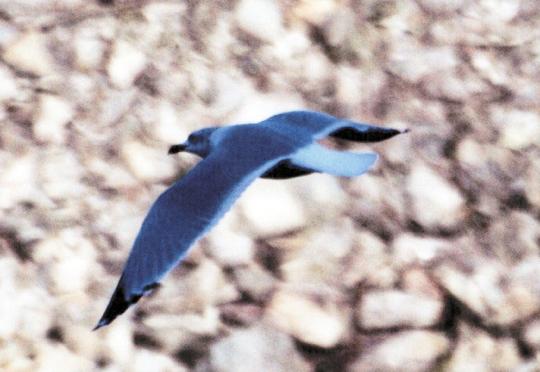 Blue gull ruffles feathers | News | lancasteronline.com