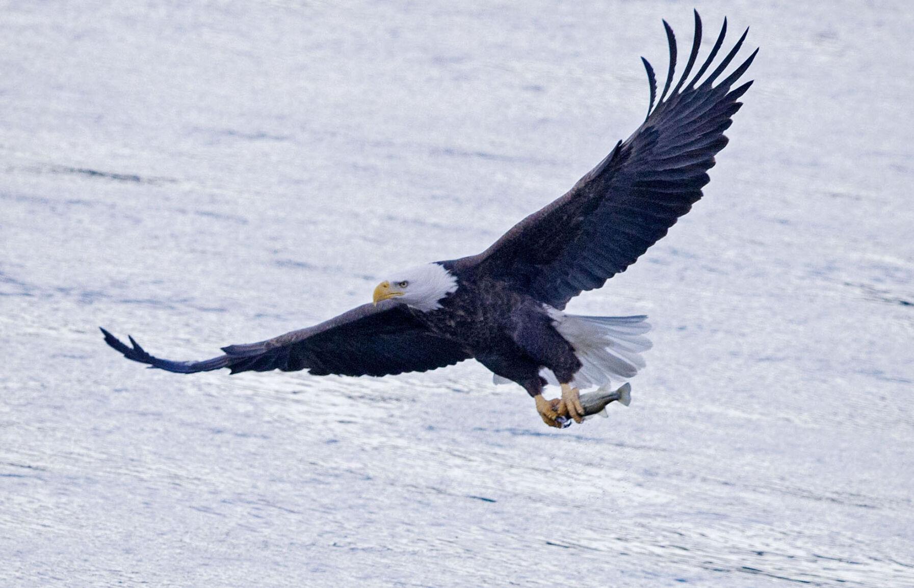 Through the Viewfinder: Eagle catch | Life & Culture | lancasteronline.com