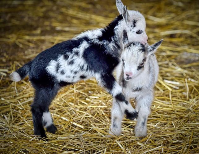 Goat Baby Shower and Goat-A-Thon took place Saturday afternoon at Amish ...