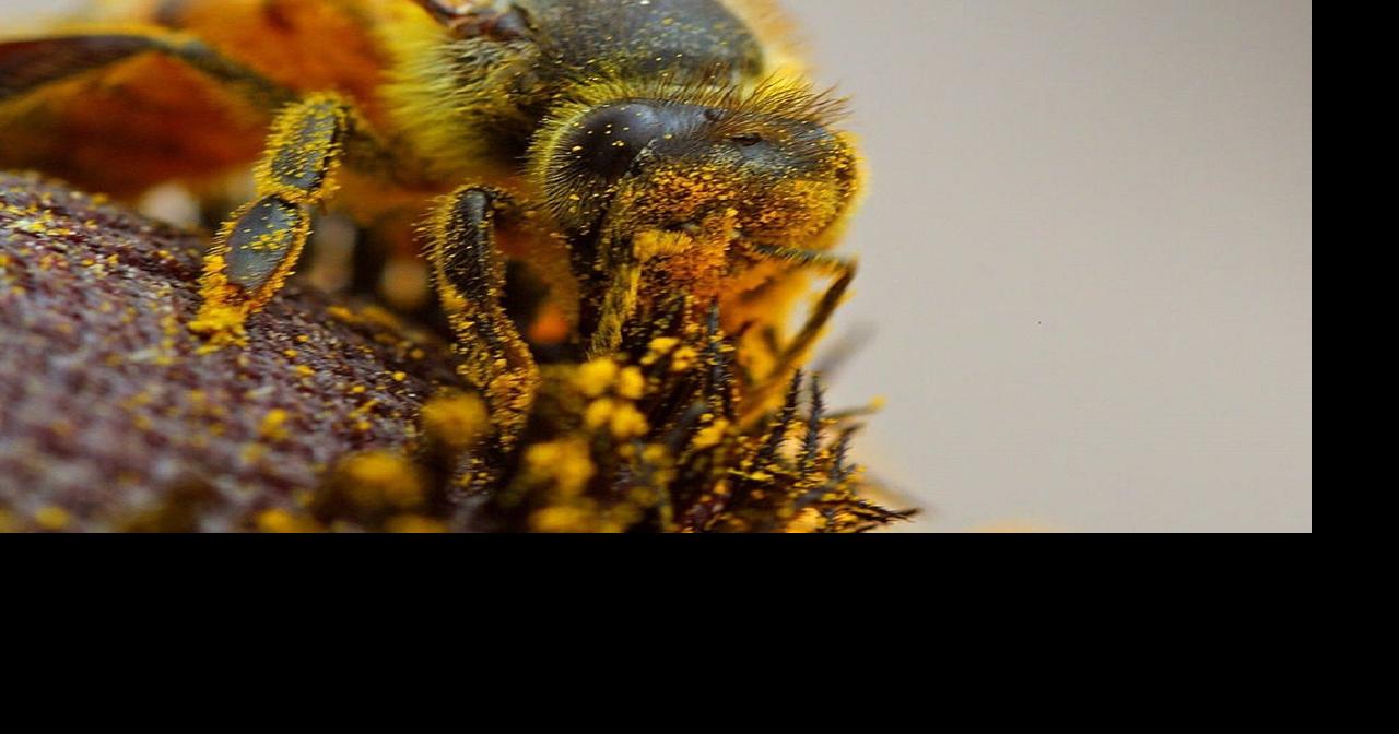 #BringBacktheBees project offers free wildflower seeds | Home & Garden ...