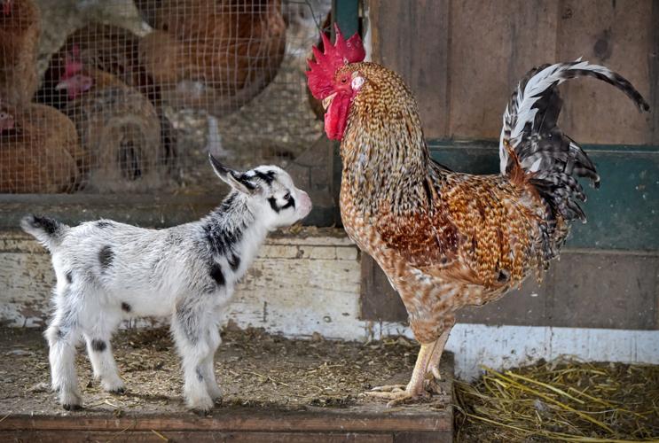 Goat Baby Shower and Goat-A-Thon took place Saturday afternoon at Amish ...