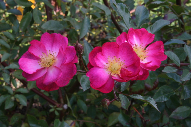 For less troublesome roses, try shrub varieties | Lifestyle ...