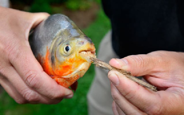 South American pacu hooked in Conestoga | News | lancasteronline.com