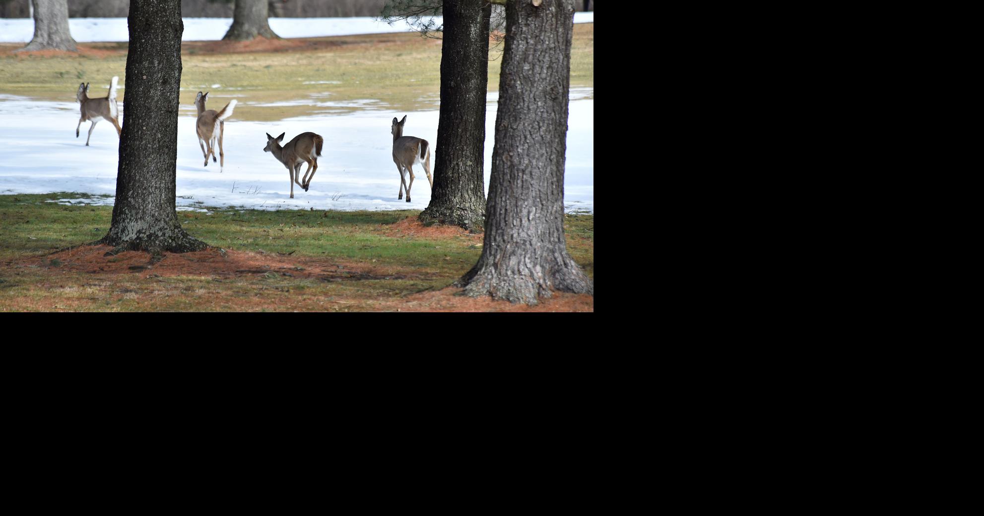 New CWD plan for PA includes radical deer control measures | Outdoors ...