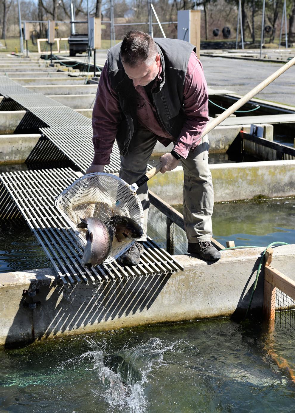 Trout grow for anglers, restaurants, markets at Limestone Springs ...
