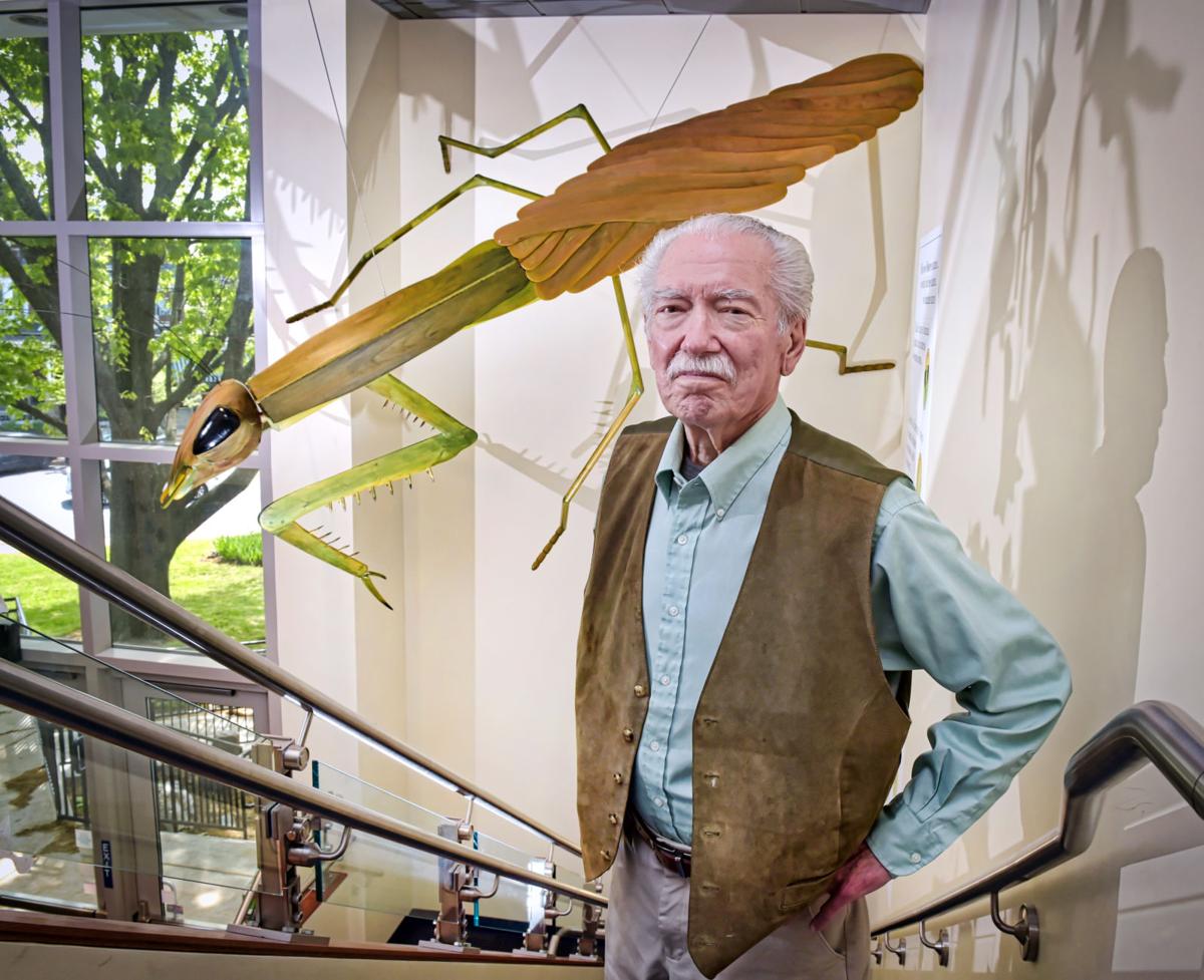 Praying Mantis turning heads at North Museum | Life & Culture ...