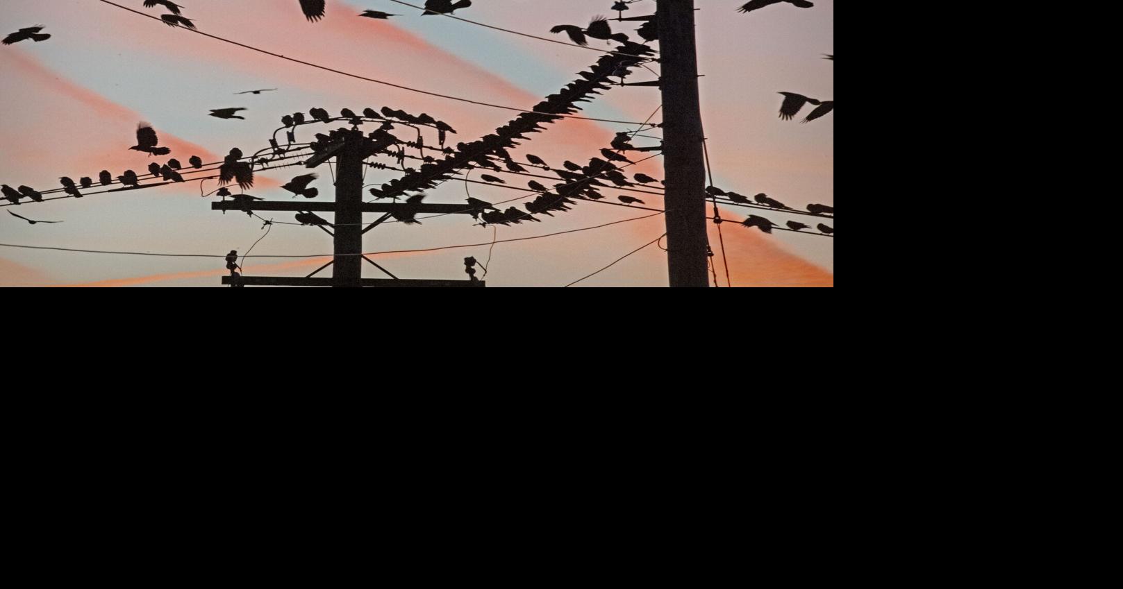 Nighttime crow cannon use causes consternation in Lancaster County ...