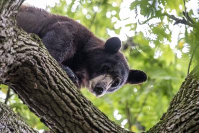 Black bear spotted in East Hempfield Township over the weekend: Pa ...