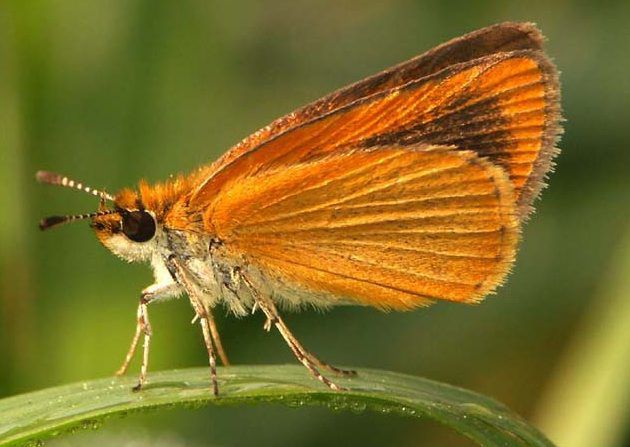 What's happened to Lancaster County's butterflies this summer ...
