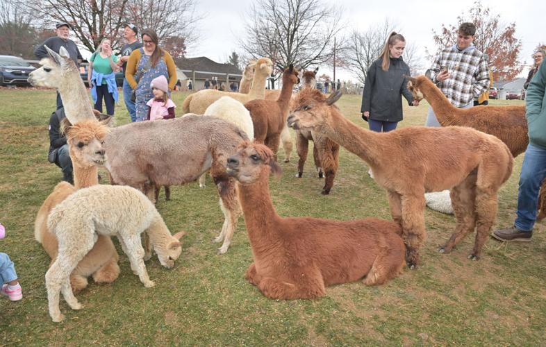 Eastland Alpacas hosts final open house of the year [photos] | Local ...