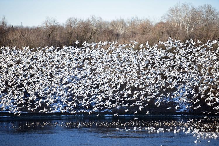 WATCH FROM ABOVE: Hundreds of snow geese take flight in Lancaster ...