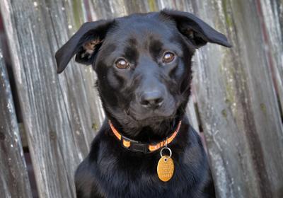 Pet of the week: Adopt Luca, a 10-month-old female Lab mix | Local News ...