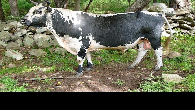 Rare Randall Lineback cattle have been revered since 1700s, called the ...