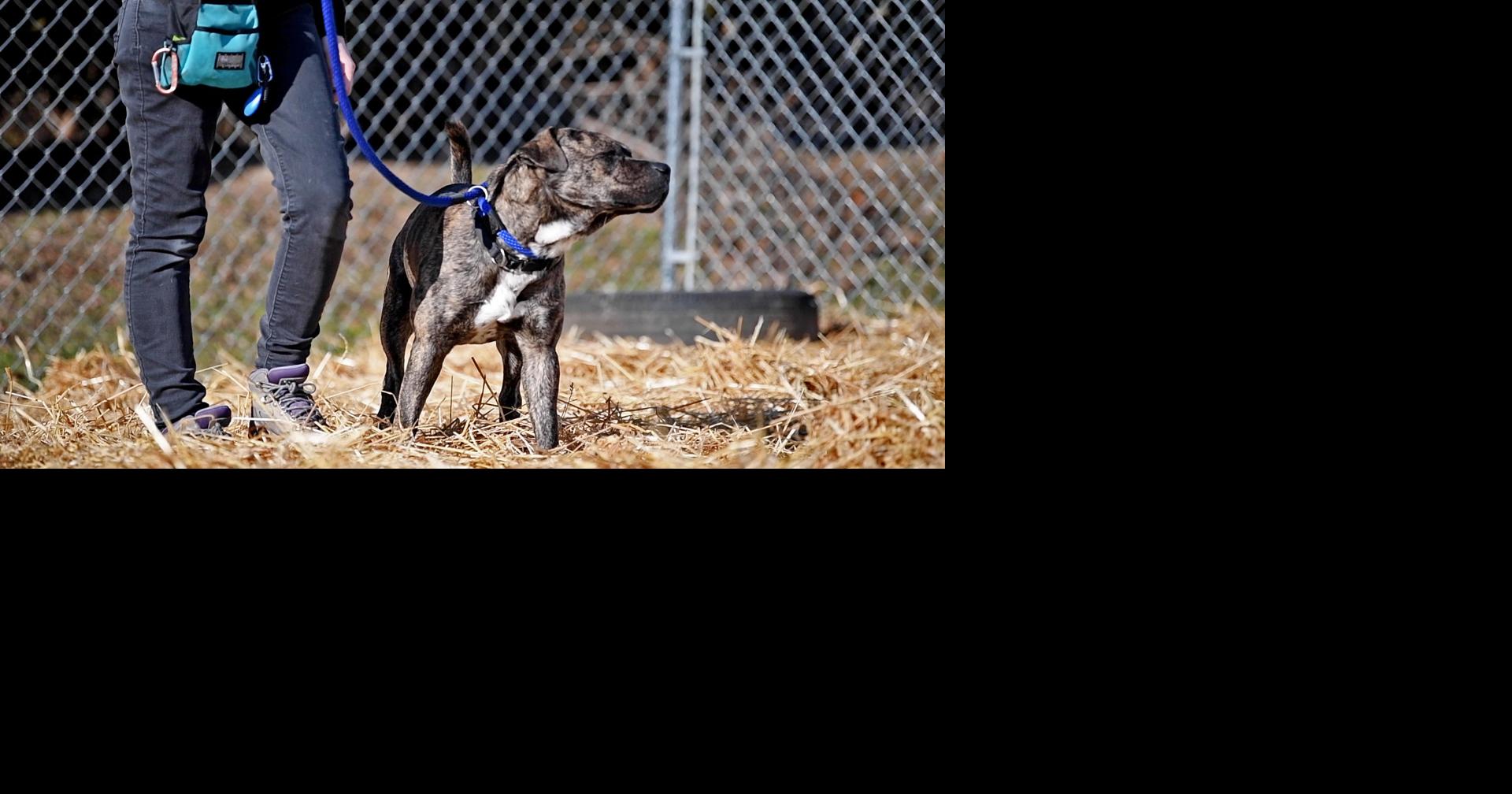 Pet of the Week: Adopt Cardamom, a 2-year-old male brindle pit bull mix ...