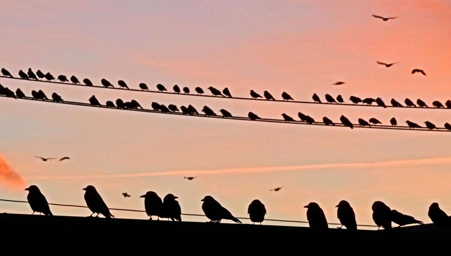 Nighttime crow cannon use causes consternation in Lancaster County ...