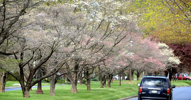 Where to find Lancaster's prettiest blooming trees (and share your ...