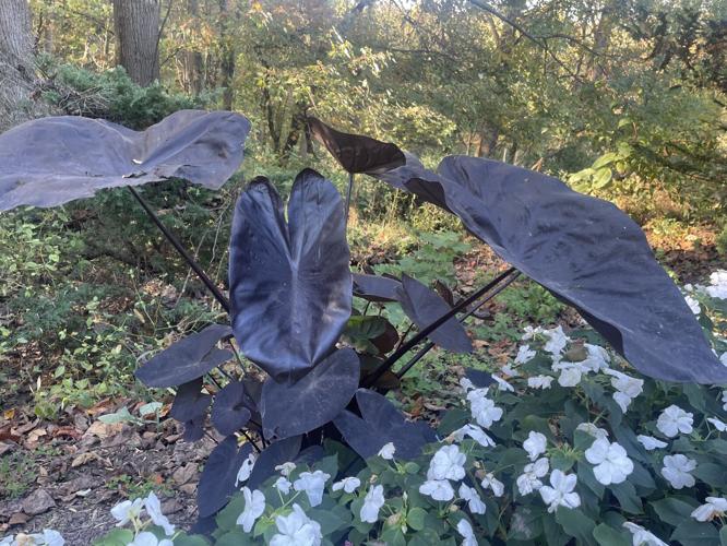 Check out these dark and spooky plant options for Halloween [photos] | | lancasteronline.com