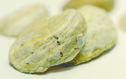 We love seashells | Lifestyle | lancasteronline.com