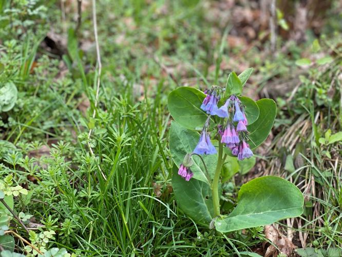 A guide to 9 Lancaster County spring wildflowers [photos] | Home ...