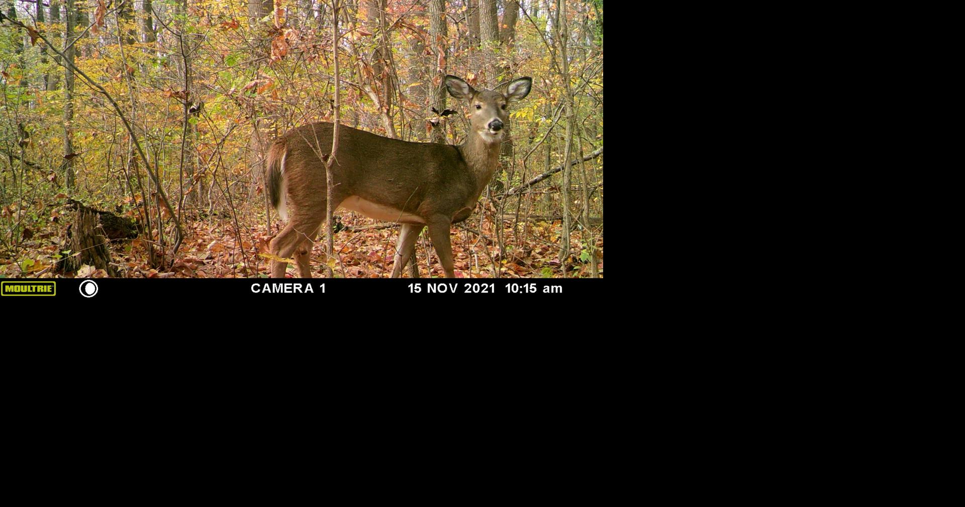 Here's how many deer Pa. hunters have bagged this season | Outdoors ...