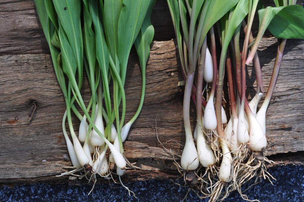 How to forest farm wild leeks for culinary use | Food | lancasteronline.com
