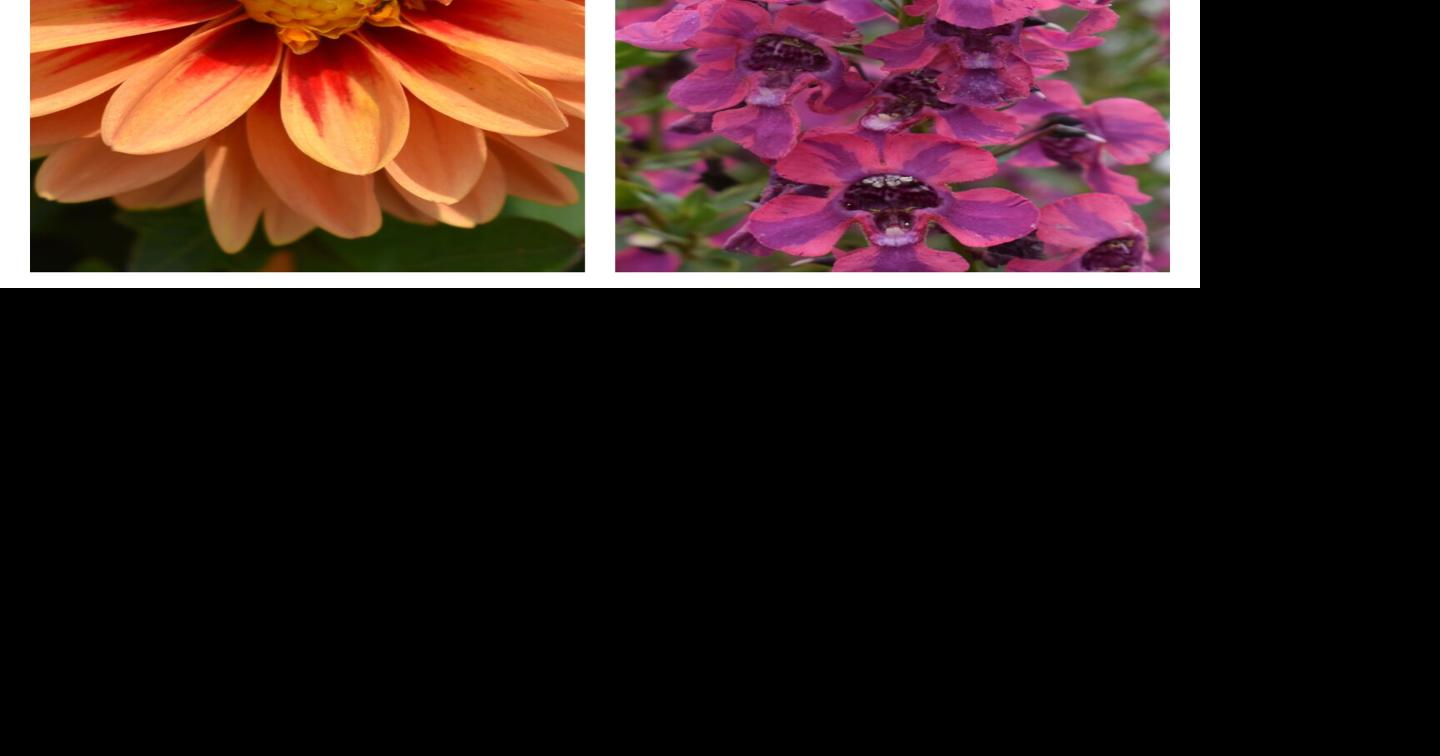 Favorite plants from the Lancaster County Flower Trial | Home & Garden ...