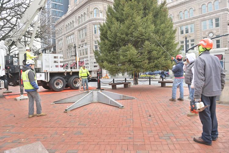 Lancaster city's 2025 Christmas tree arrives in Penn Square [photos ...