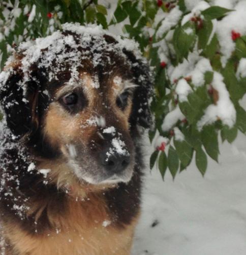 How dogs became humans' best friends, from prehistoric times to now ...