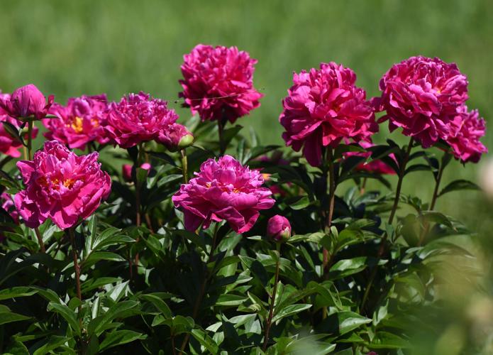 Peonies | Life & Culture | lancasteronline.com