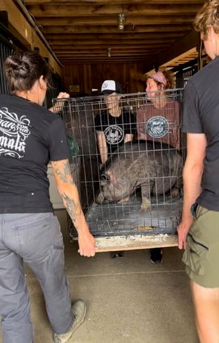 Police corner pig after weeklong mad dash around Lancaster Township ...